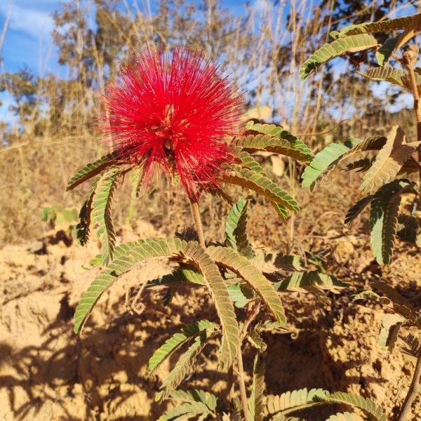 Caliandra – Uma flor abre o mundo (por Fábio Rodrigues) | o lugar